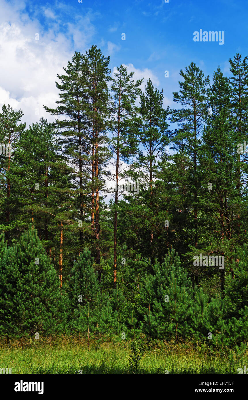 Forest landscape with pines and green grass glade Stock Photo - Alamy