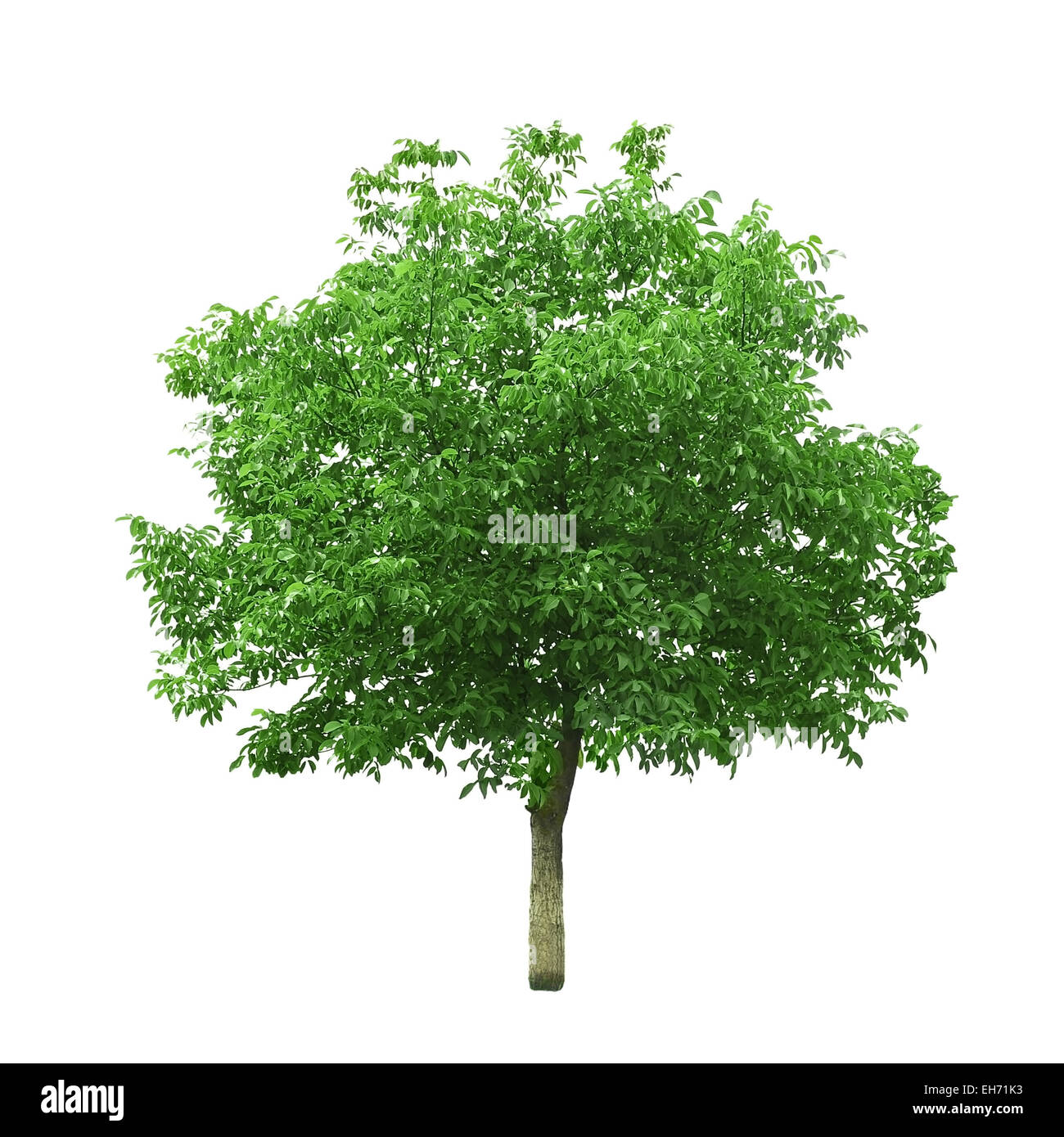 White walnut tree hi-res stock photography and images - Alamy