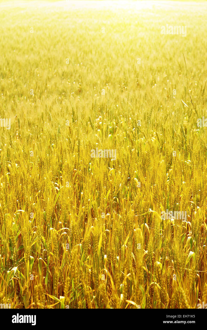 bright wheat field vertical background Stock Photo - Alamy
