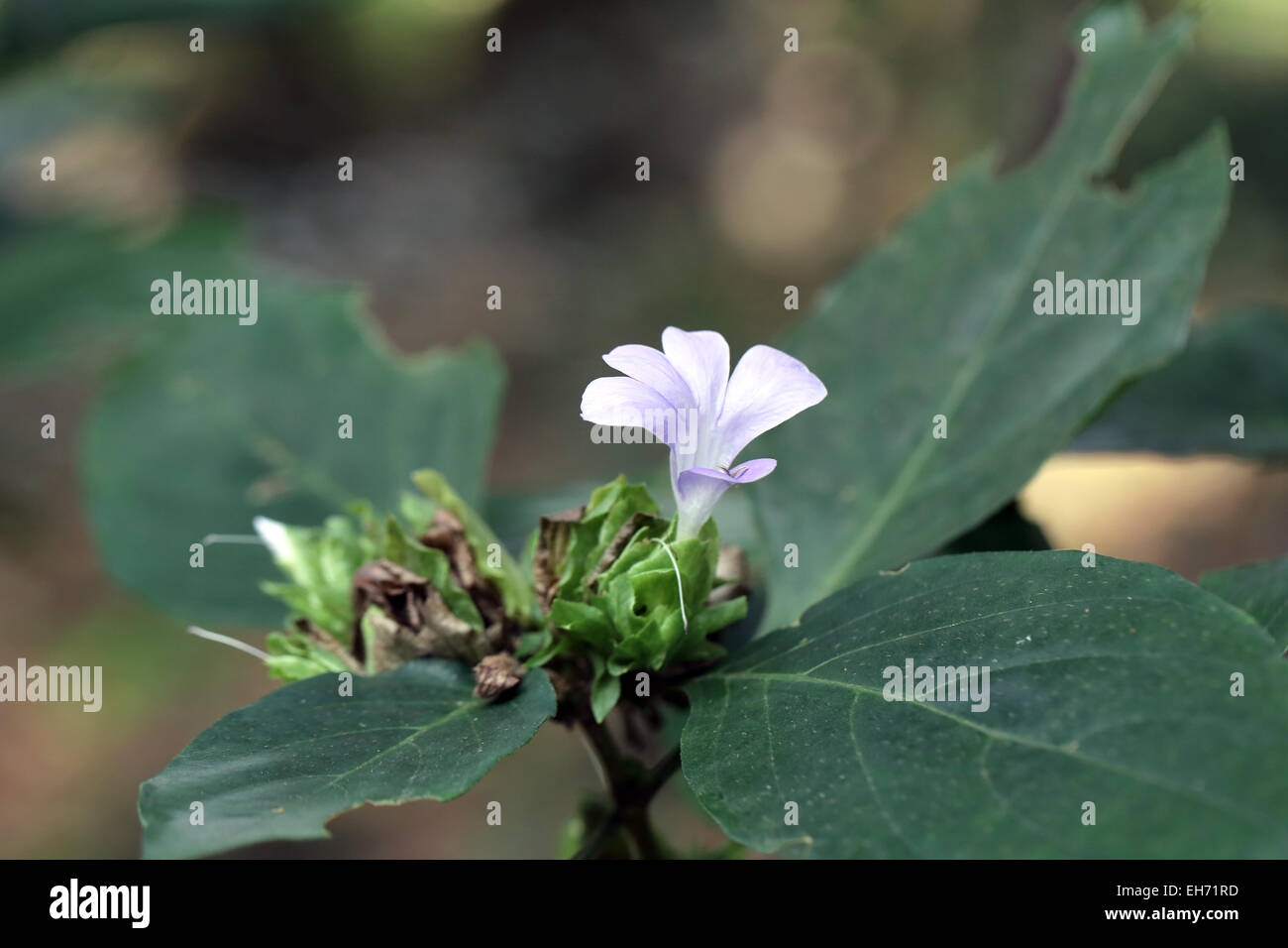 Colorful wildflowers in the forest Stock Photo - Alamy