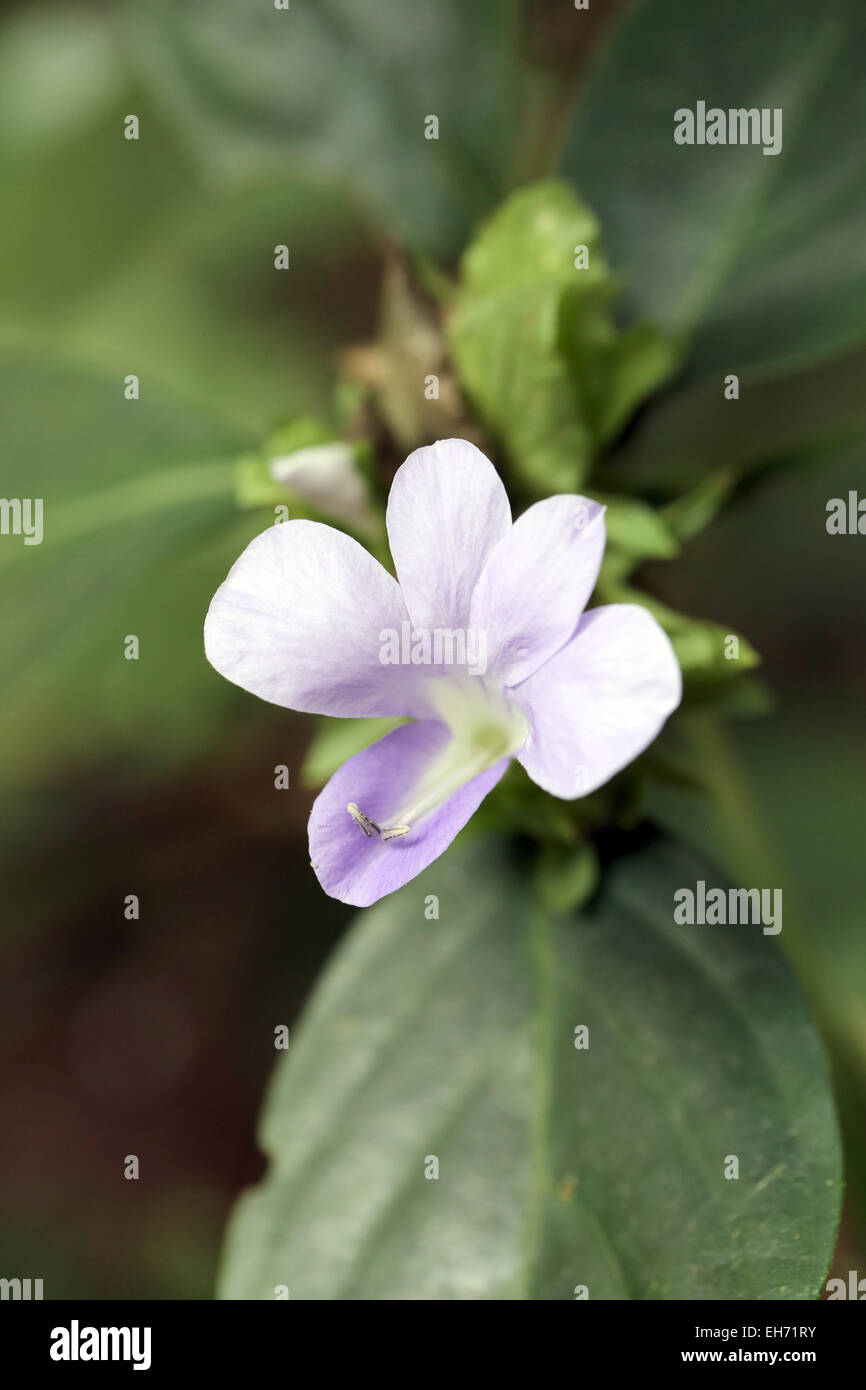 Colorful wildflowers in the forest Stock Photo - Alamy