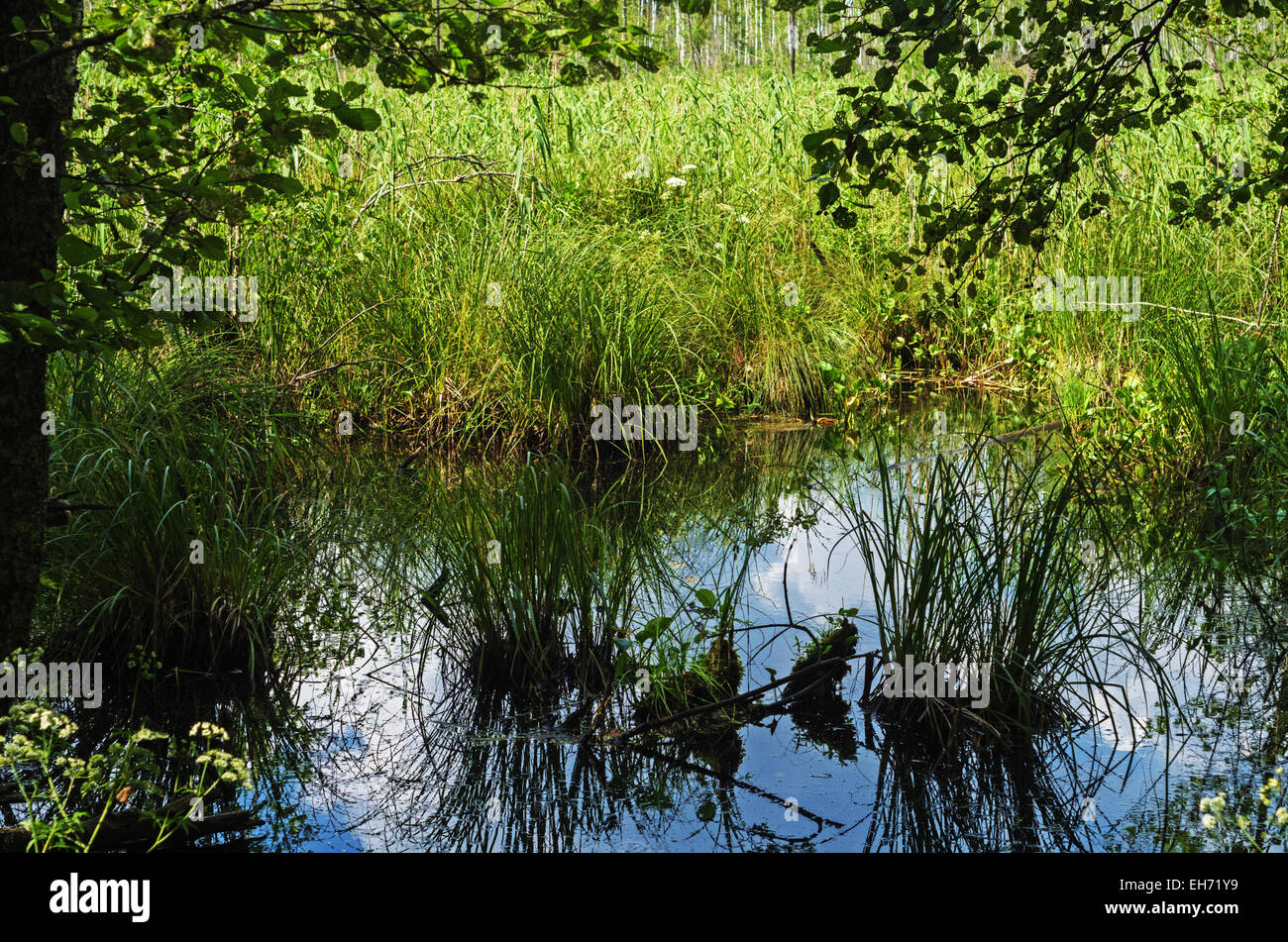 Forest boggy river Stock Photo - Alamy
