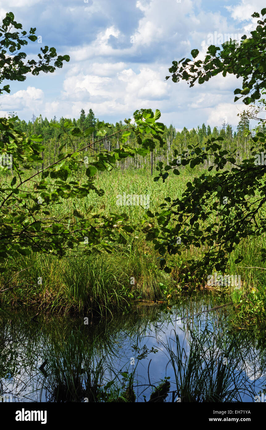 Forest boggy river Stock Photo - Alamy