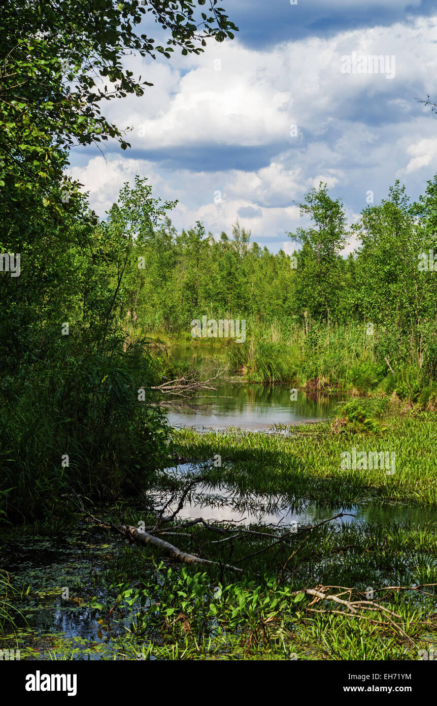 Forest boggy river Stock Photo - Alamy