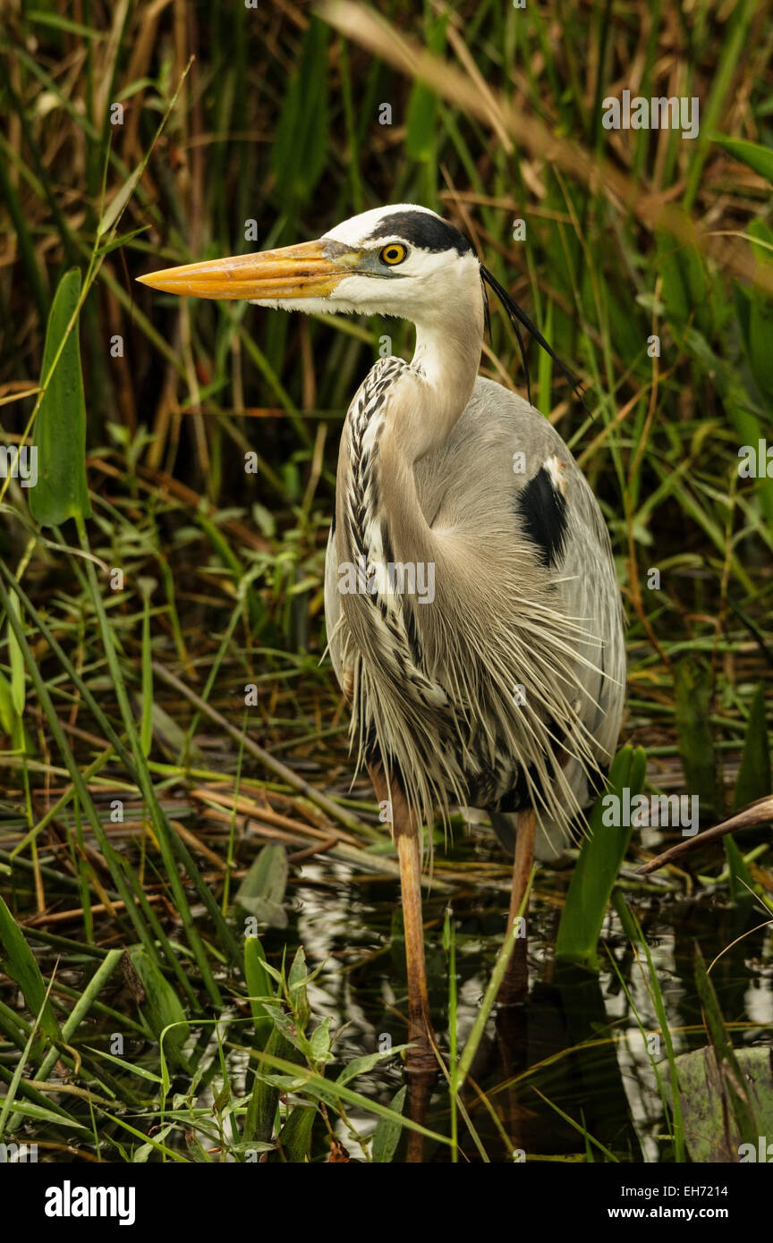 Blue heron hi-res stock photography and images - Alamy