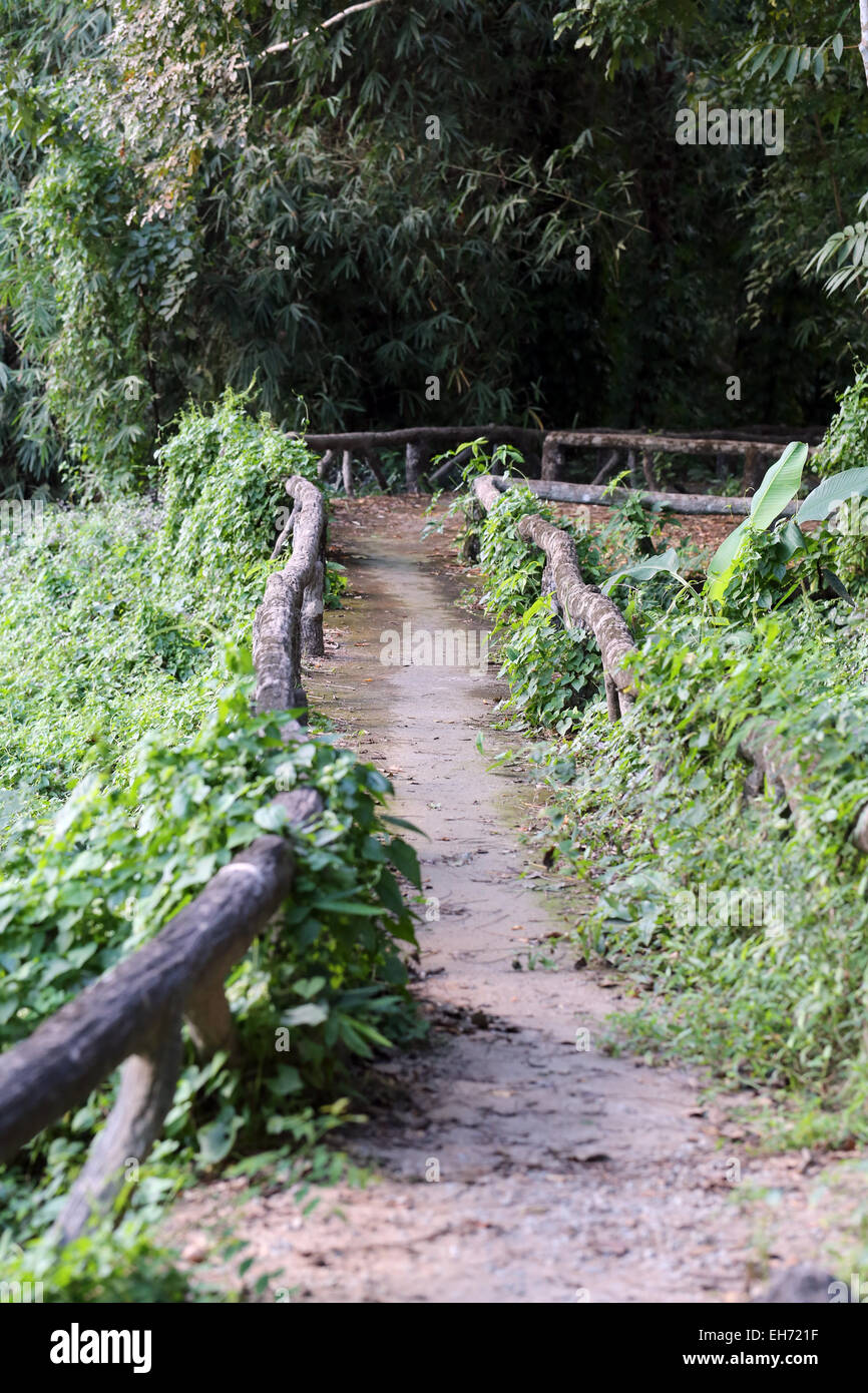 Walk the forest hi-res stock photography and images - Alamy