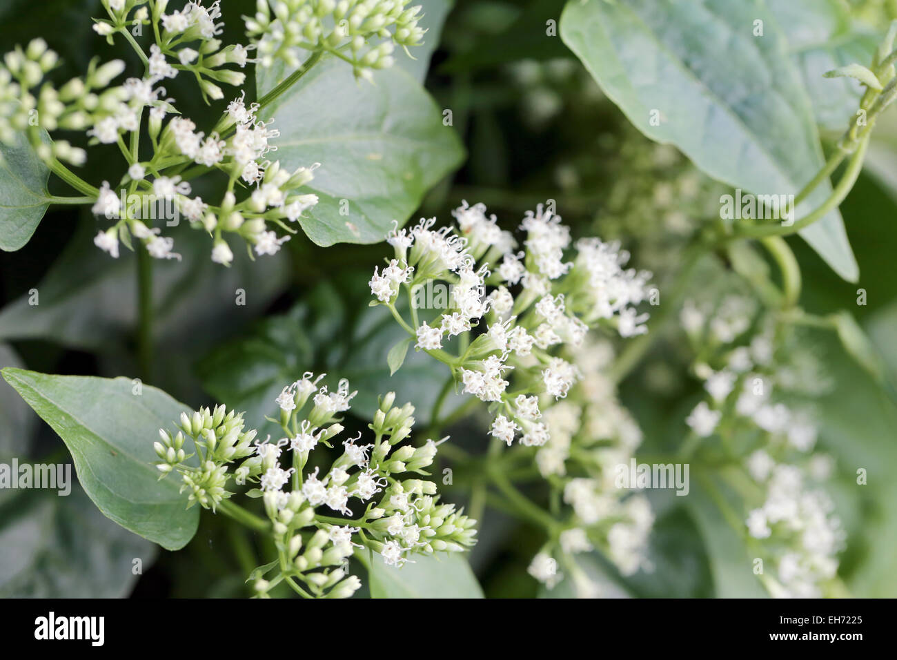 Colorful wildflowers in the forest Stock Photo - Alamy