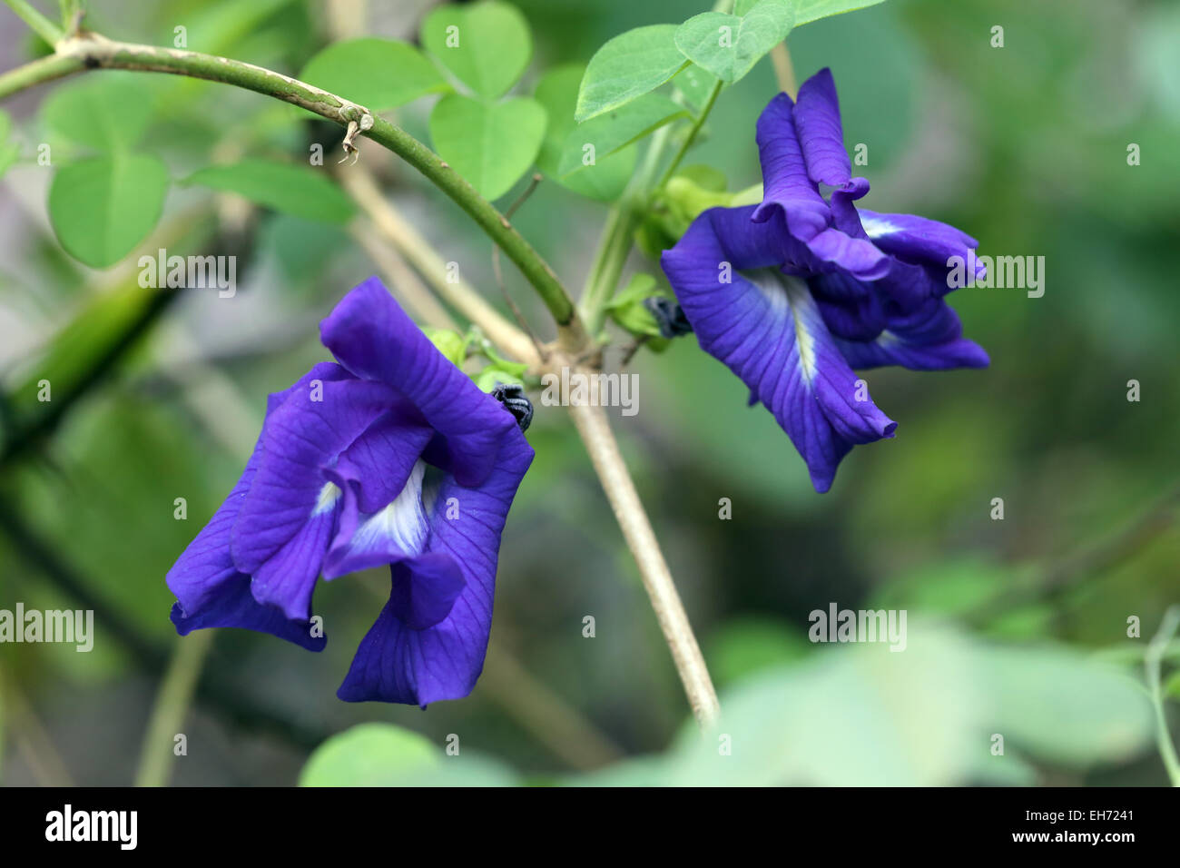 pea flowers in the garden Stock Photo - Alamy