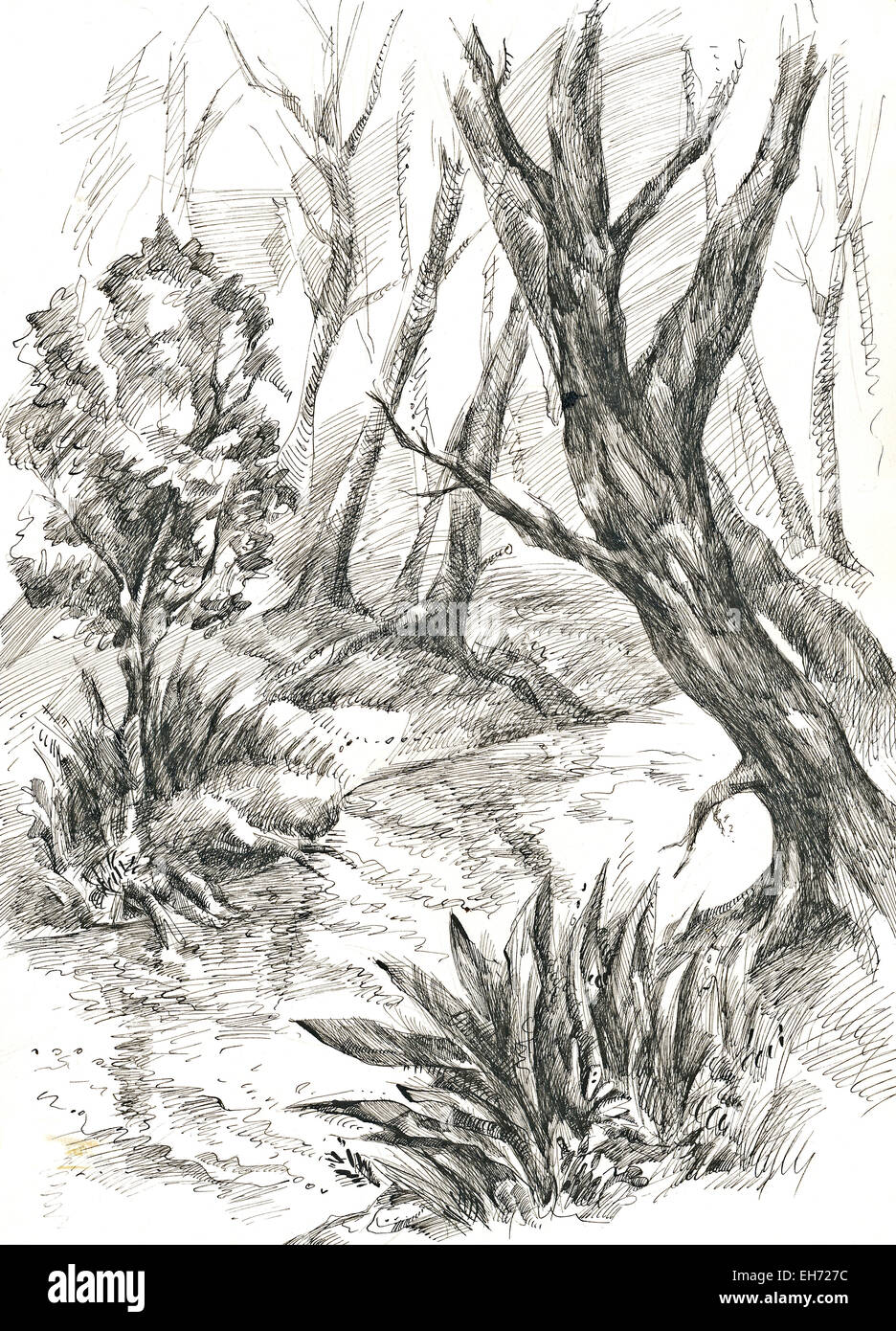 An hand drawn illustration - Trees Stock Photo - Alamy