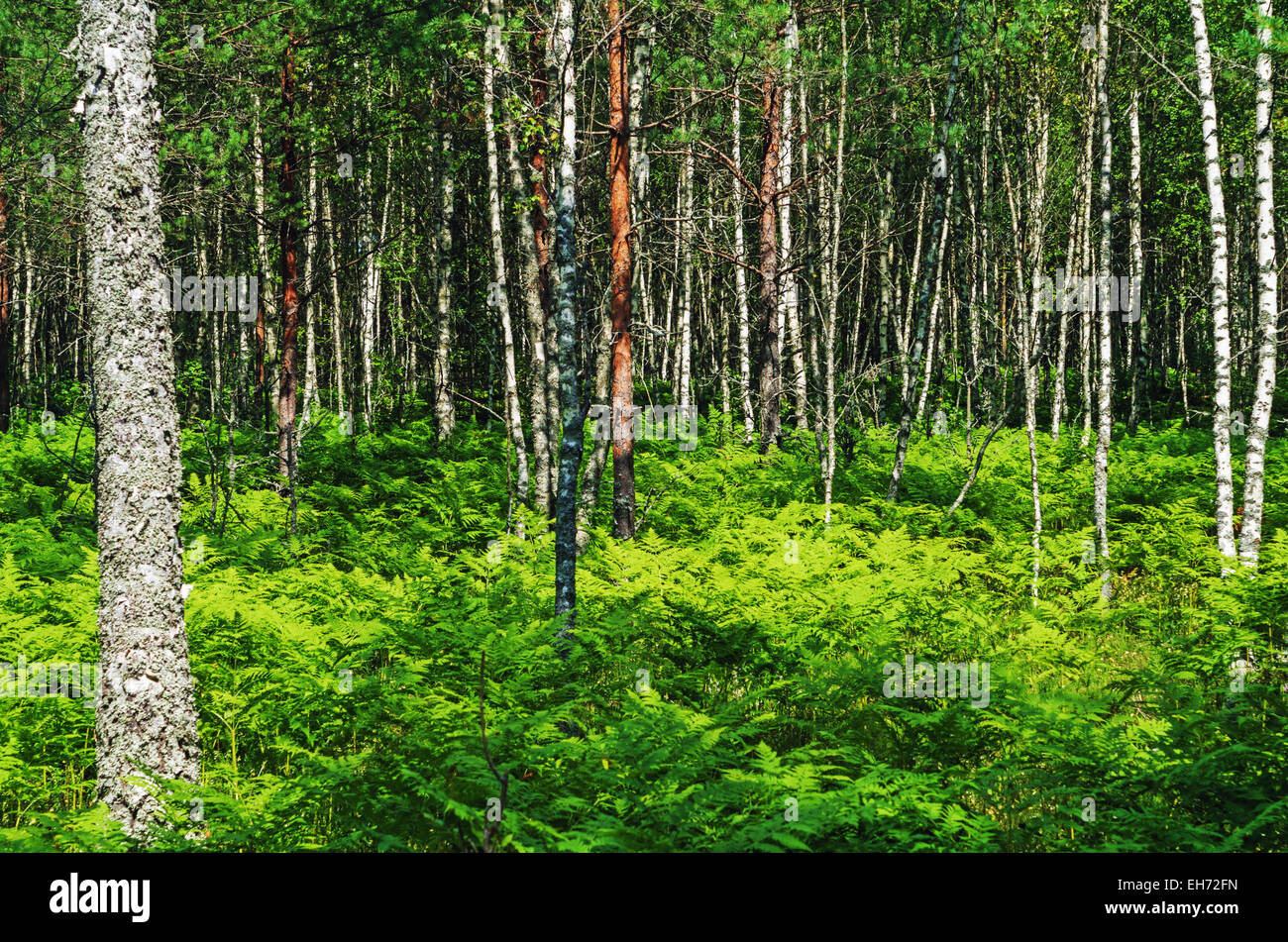 Forest landscape with birches and fern Stock Photo - Alamy Forest landscape with birches and fern Stock Photo - Alamy