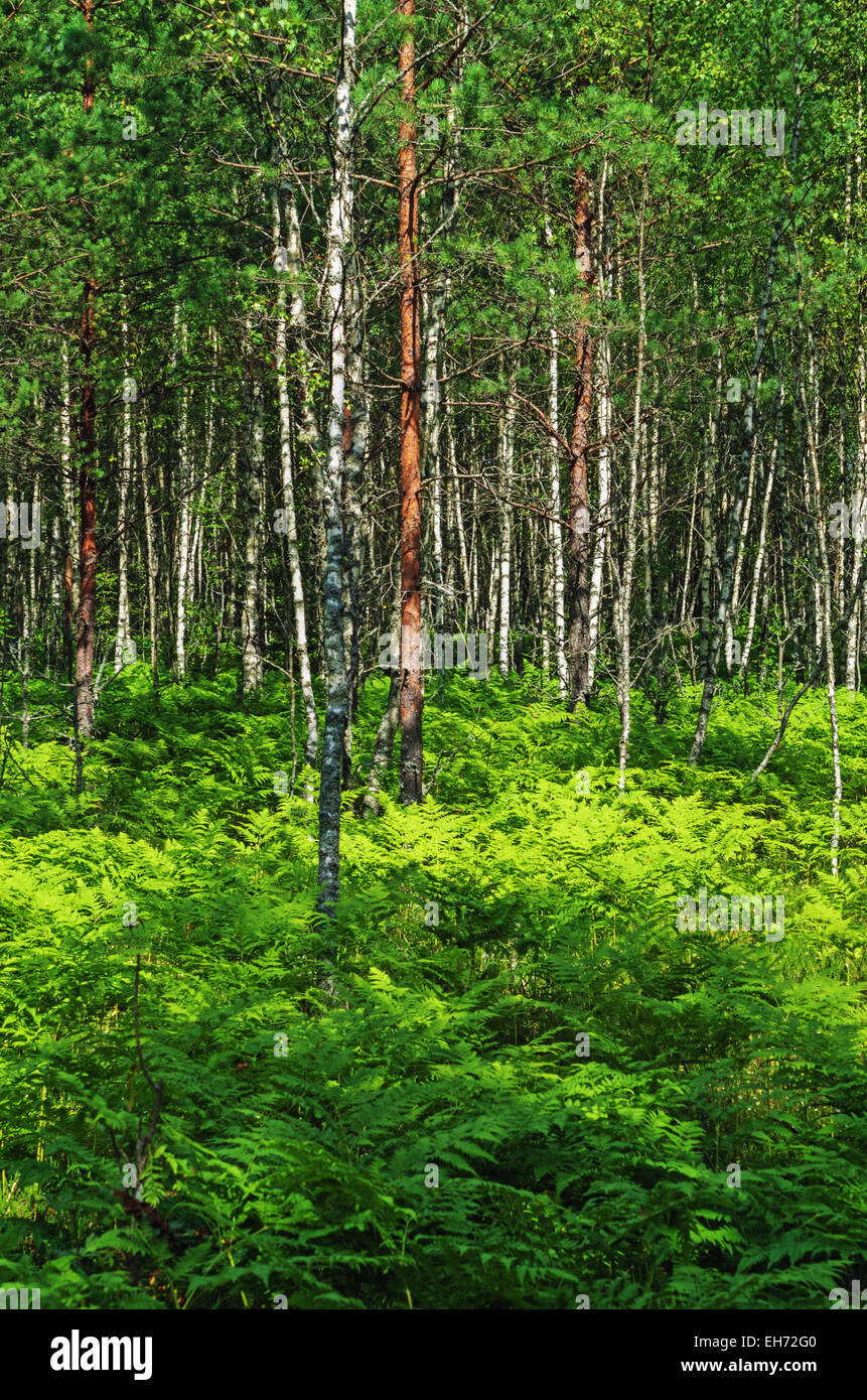 Forest landscape with birches and fern Stock Photo - Alamy Forest landscape with birches and fern Stock Photo - Alamy