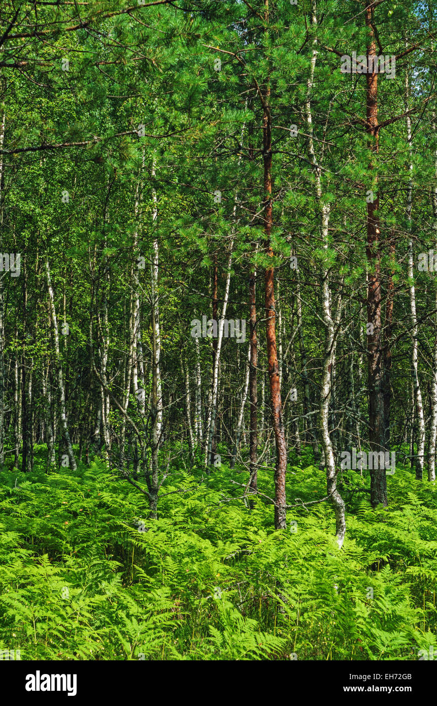 Forest landscape with birches and fern Stock Photo - Alamy Forest landscape with birches and fern Stock Photo - Alamy