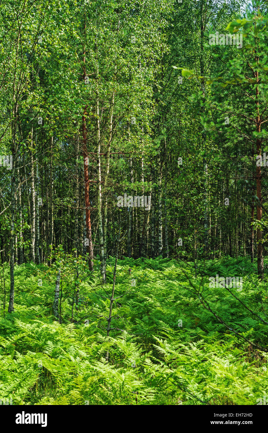 Forest landscape with birches and fern Stock Photo - Alamy Forest landscape with birches and fern Stock Photo - Alamy
