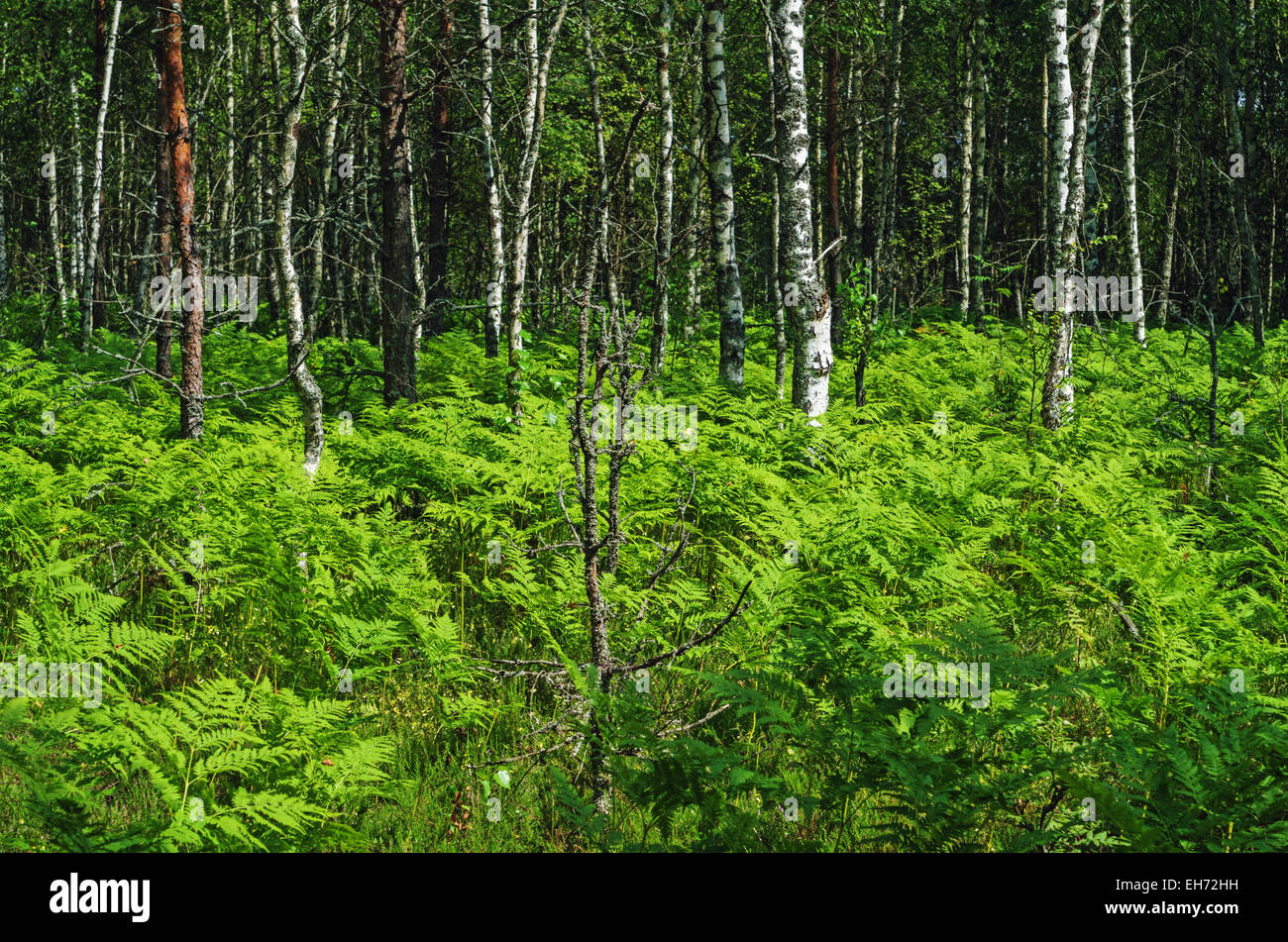 Forest landscape with birches and fern Stock Photo - Alamy Forest landscape with birches and fern Stock Photo - Alamy