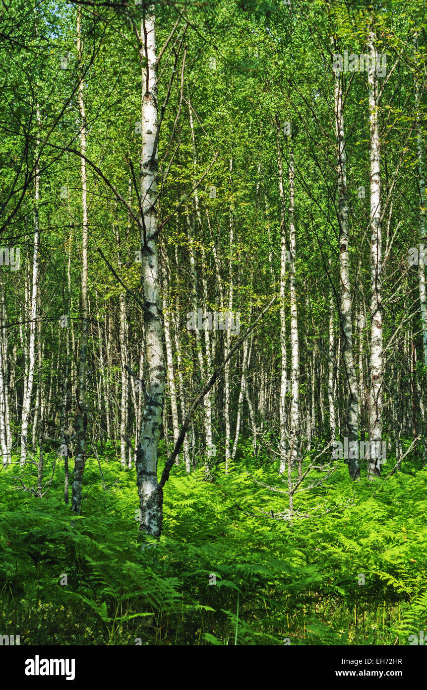 Forest landscape with birches and fern Stock Photo - Alamy Forest landscape with birches and fern Stock Photo - Alamy