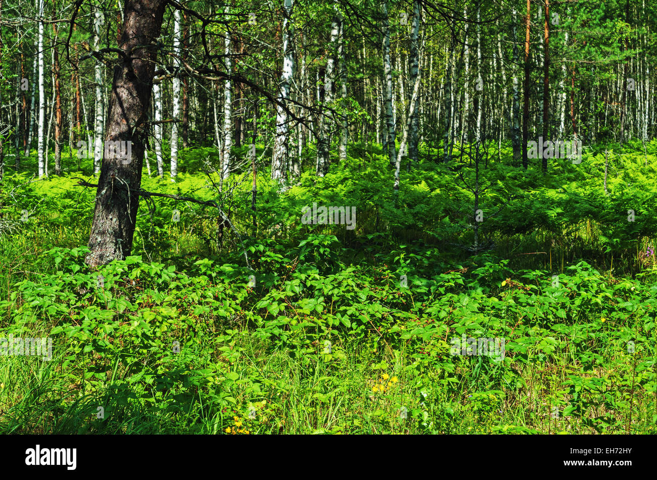Forest landscape with birches, fern and raspberry Stock Photo - Alamy Forest landscape with birches, fern and raspberry Stock Photo - Alamy