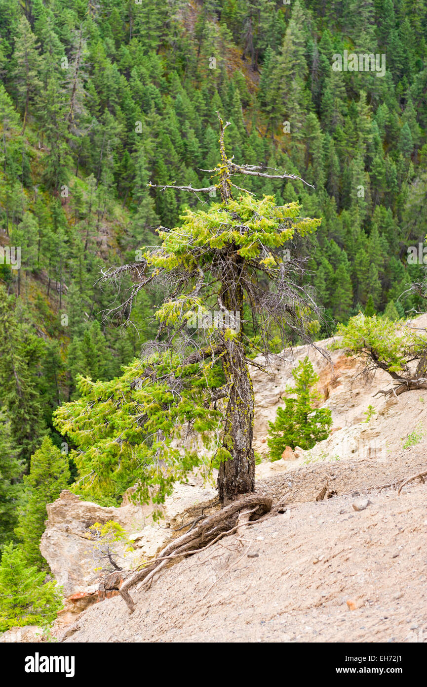 Cliff view from hike near Echo Valley Ranch and Spa, Clinton, British ...