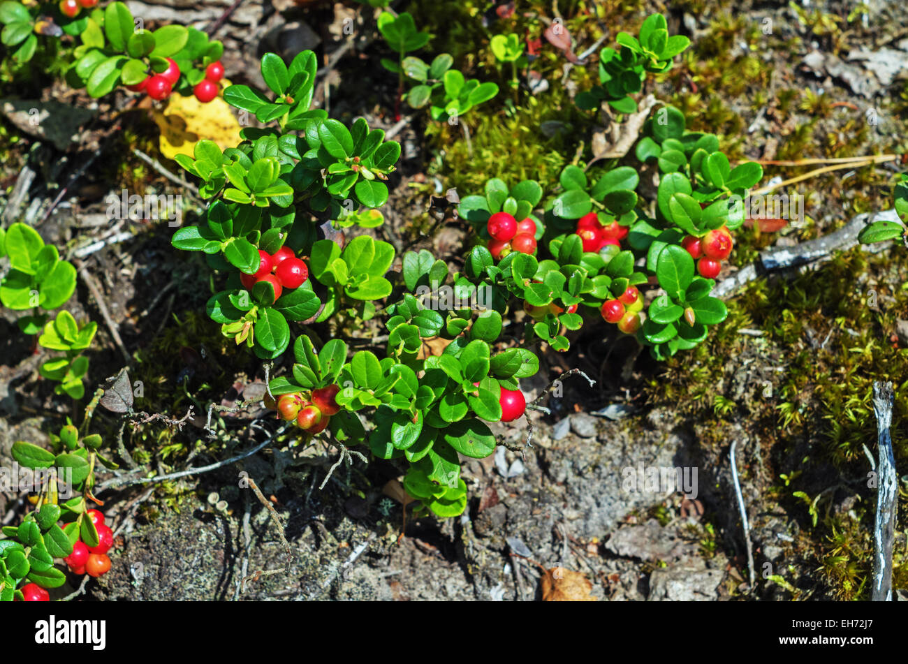 Red cowberry in forest Stock Photo - Alamy