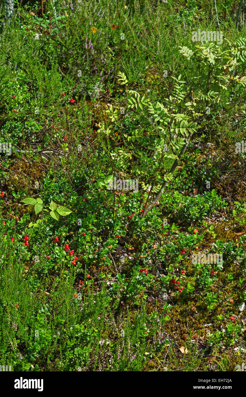 Forest landscape with young rowan-tree and cowberry bushes Stock Photo ...
