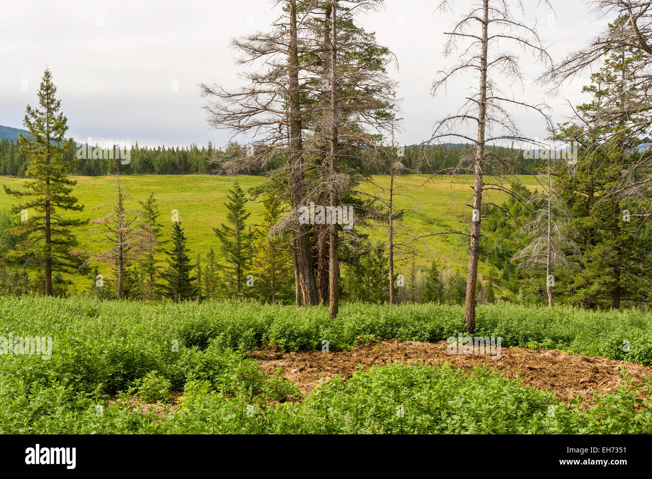 Clearing in boreal forest near Echo Valley Ranch and Spa, Clinton ...