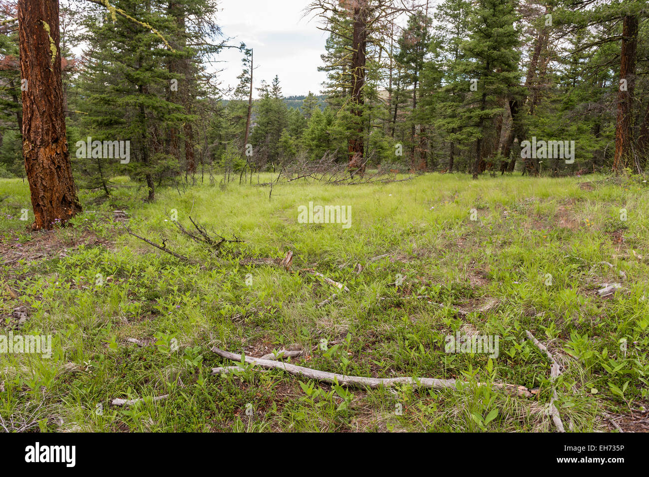 Boreal forests hi-res stock photography and images - Alamy