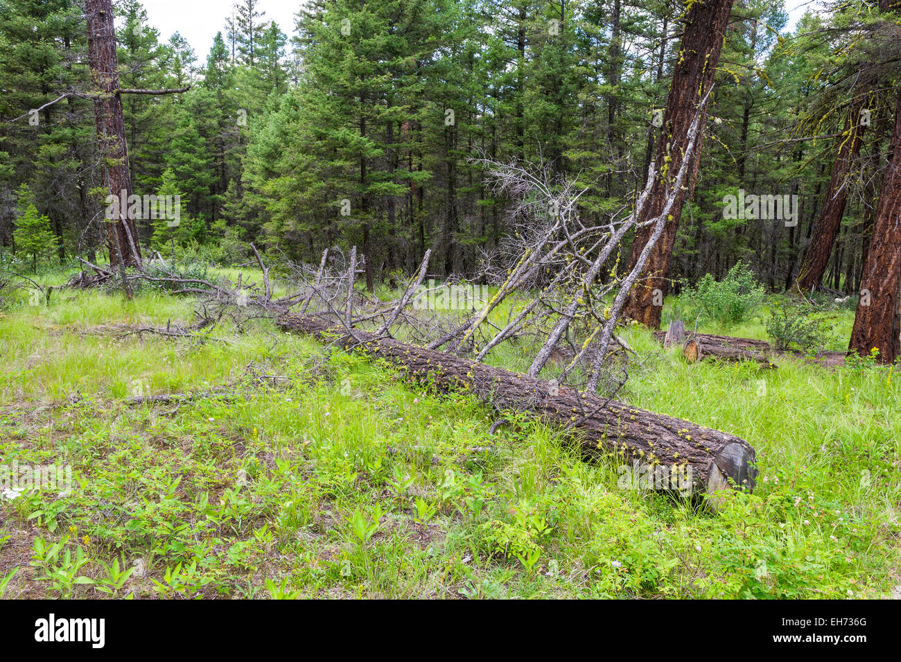 Boreal coniferous forest hi-res stock photography and images - Alamy
