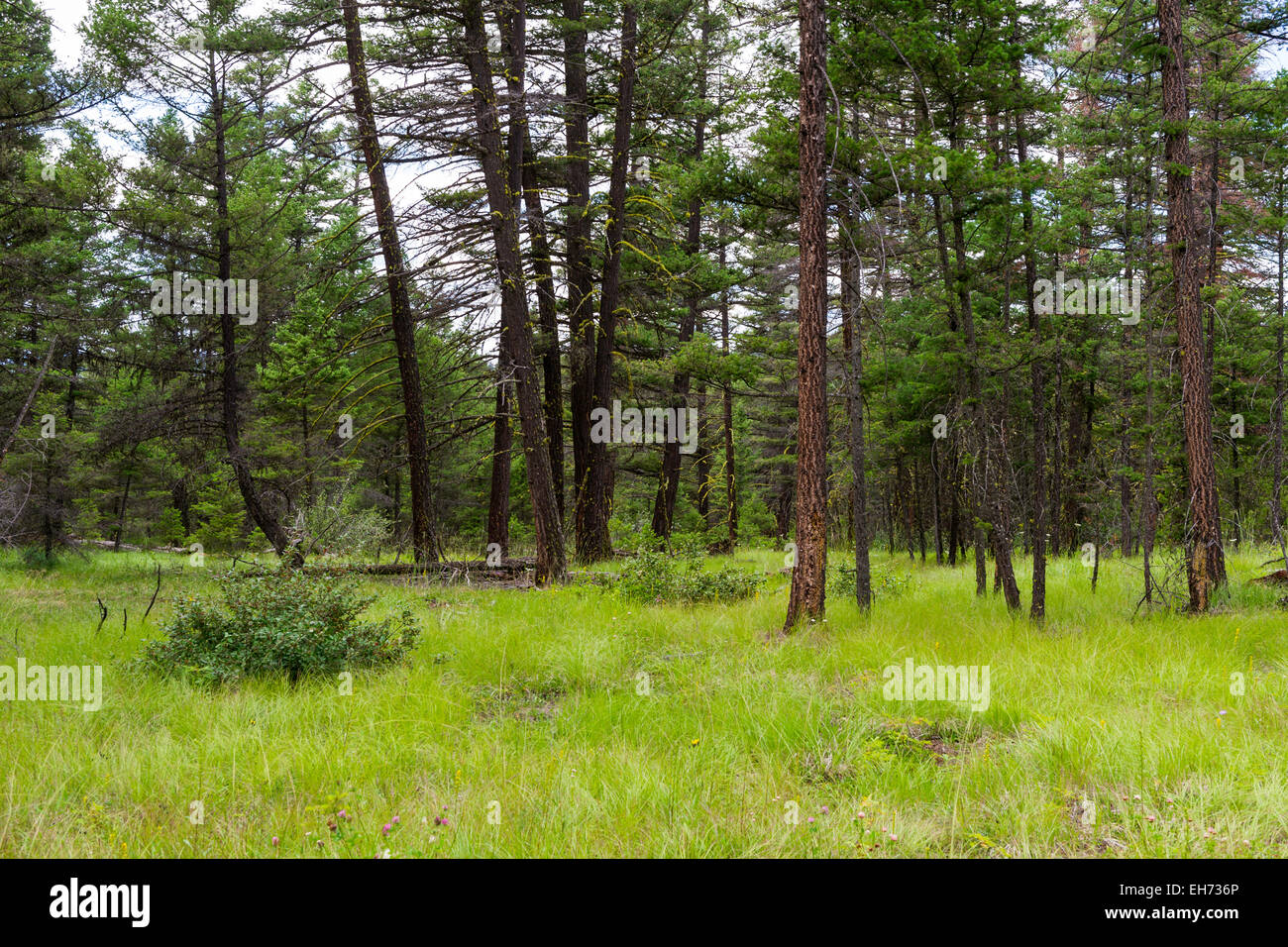 Biome taiga hi-res stock photography and images - Alamy