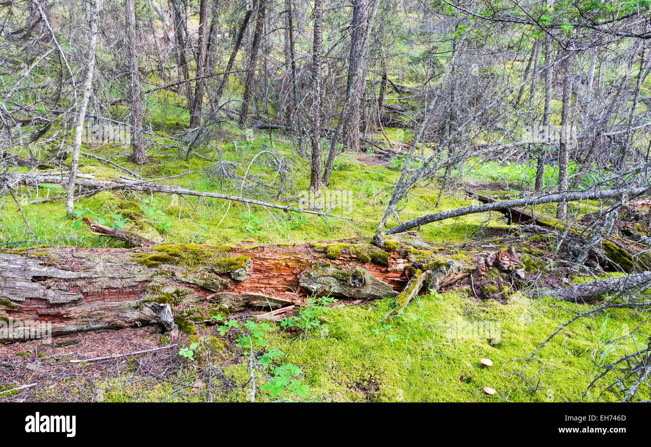 Rotting fallen tree, boreal forest near Clinton, British Columbia ...