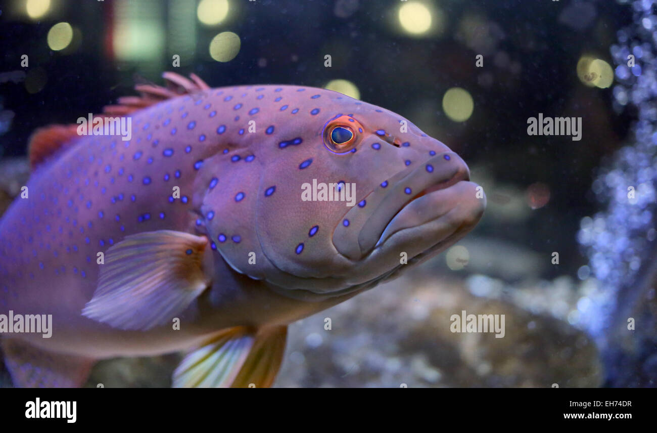 Red white fish in aquarium hi-res stock photography and images - Alamy