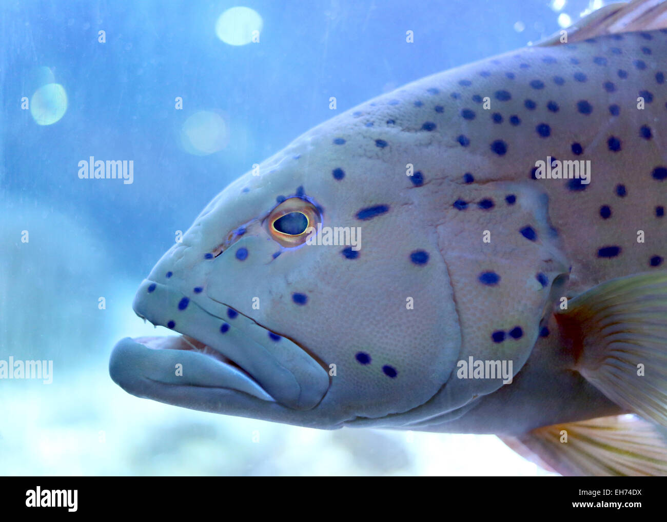 Grouper mouth hi-res stock photography and images - Alamy