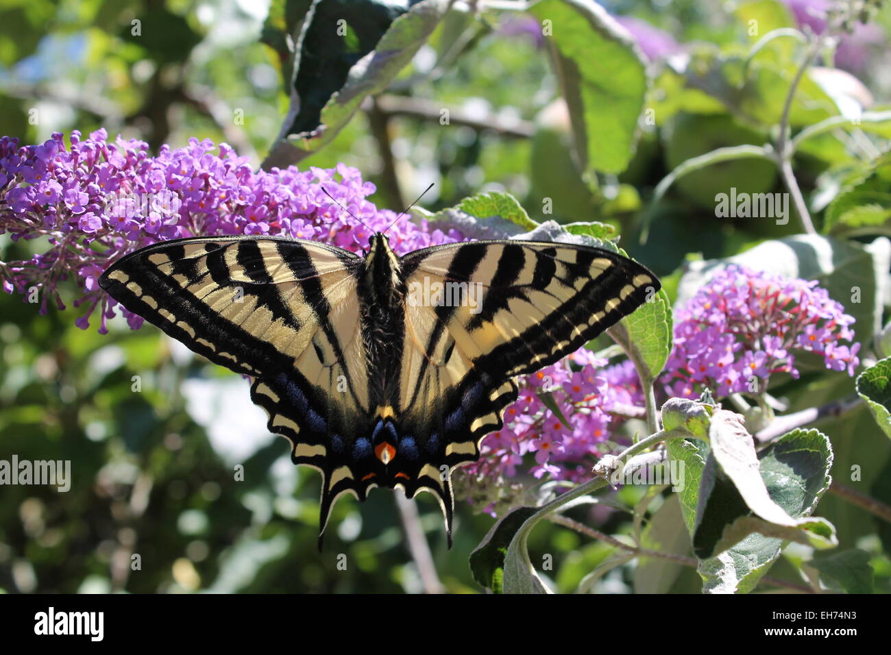 western swallowtail butterfly on purple lilac Stock Photo - Alamy