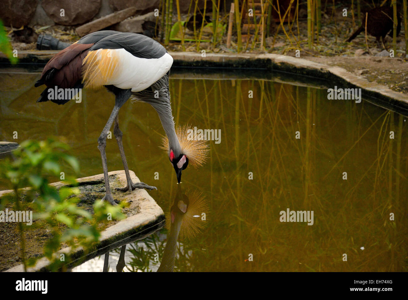 Crowned crane tehran iran hi-res stock photography and images - Alamy