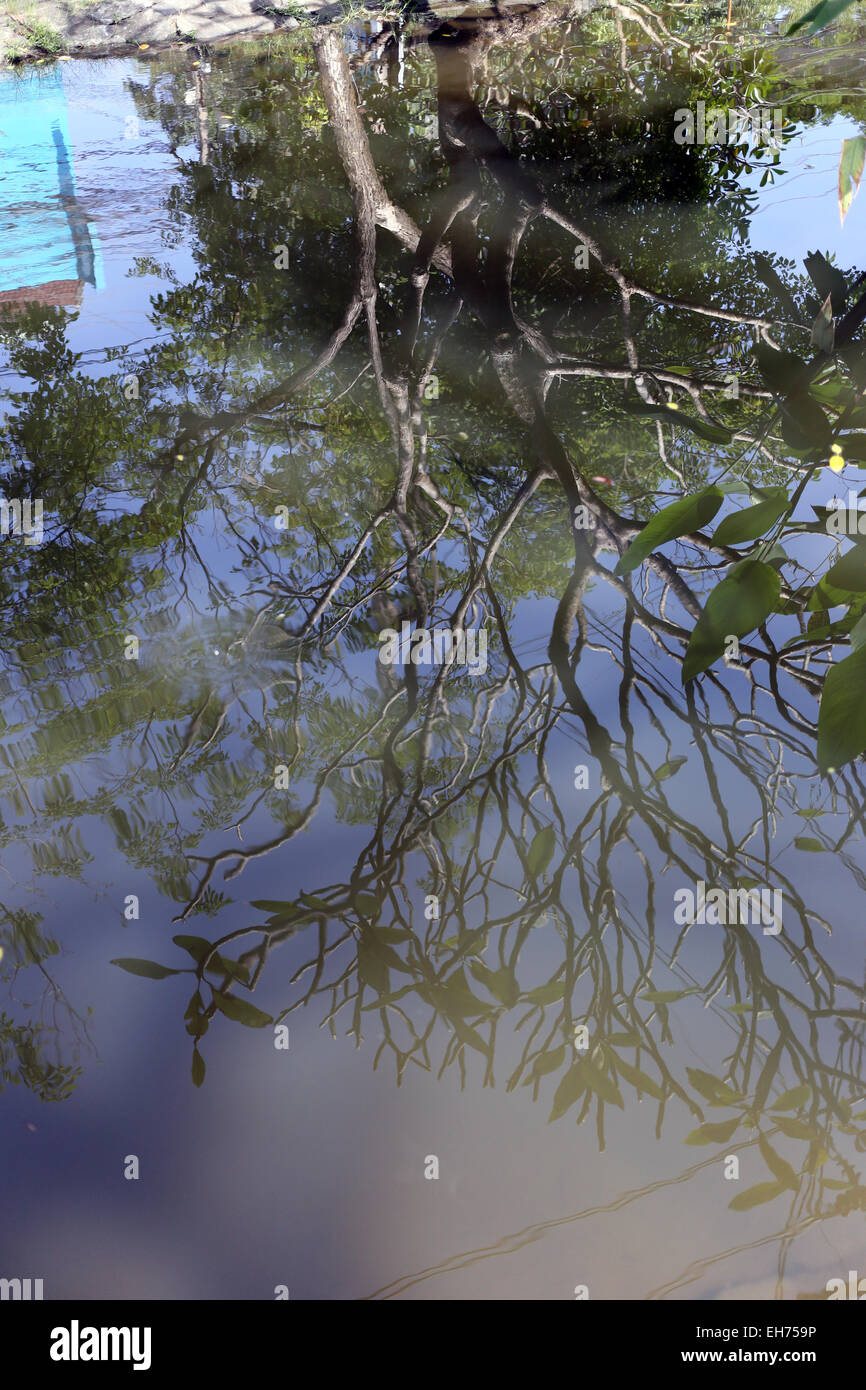 Shadows of the trees in the water Stock Photo - Alamy