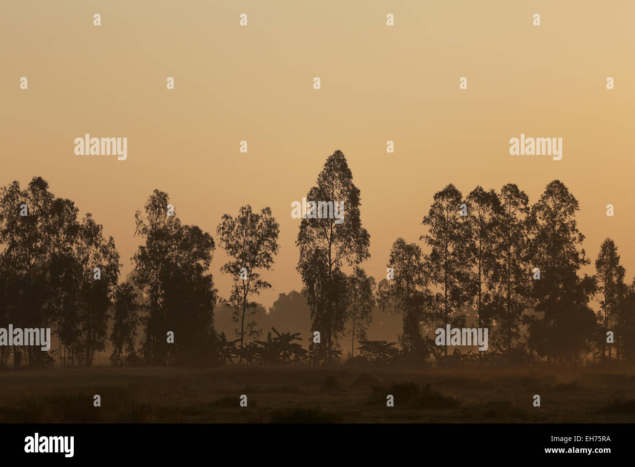 The big tree hi-res stock photography and images - Alamy