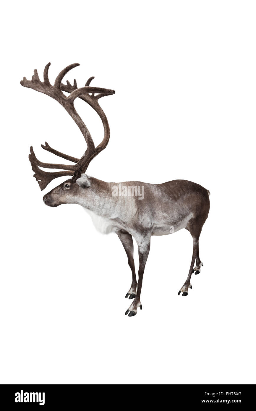 Male reindeer shot in studio isolated on white Stock Photo - Alamy