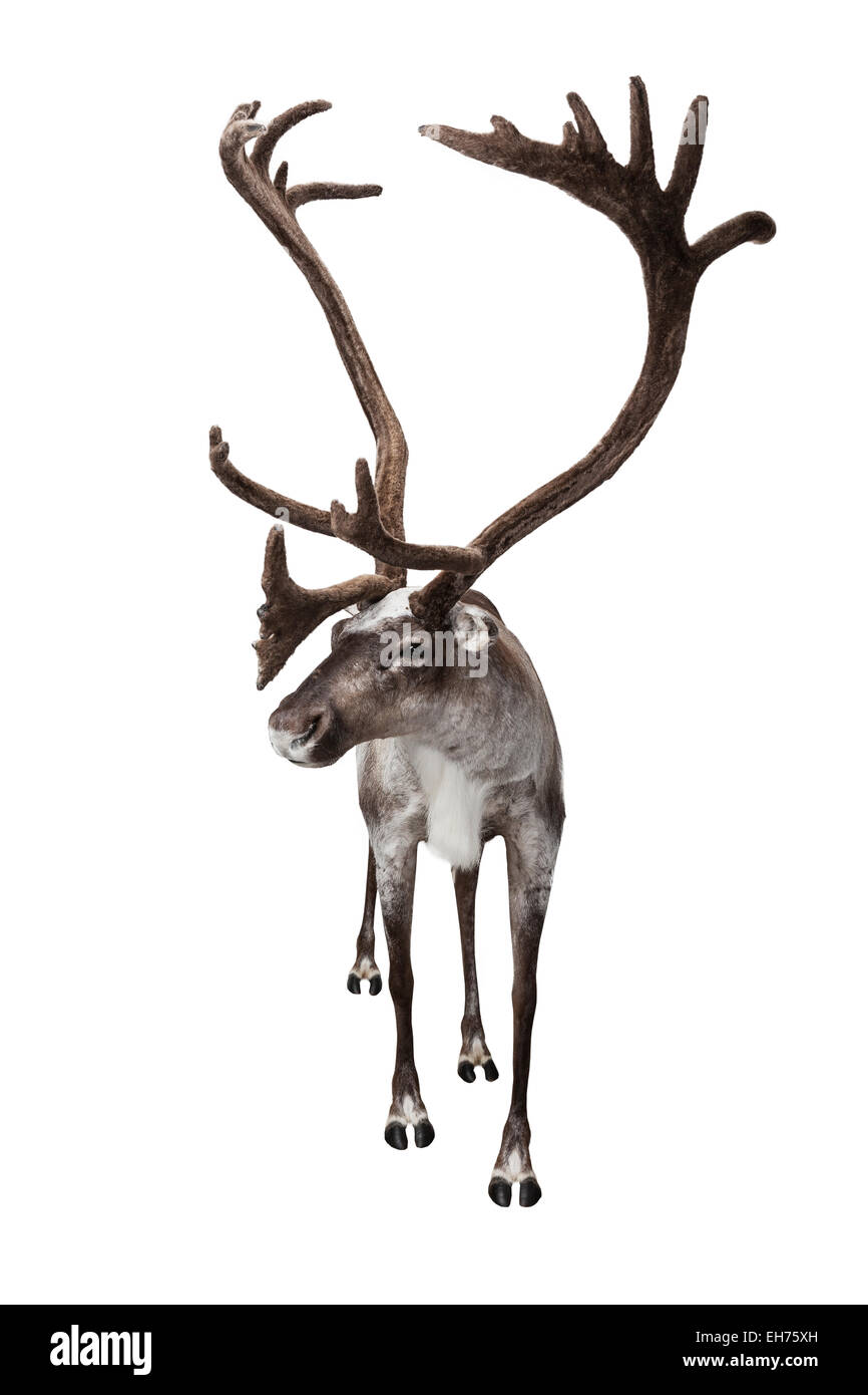 Male reindeer hi-res stock photography and images - Alamy