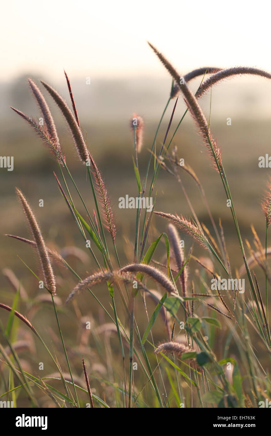 Meadows in the morning Stock Photo - Alamy