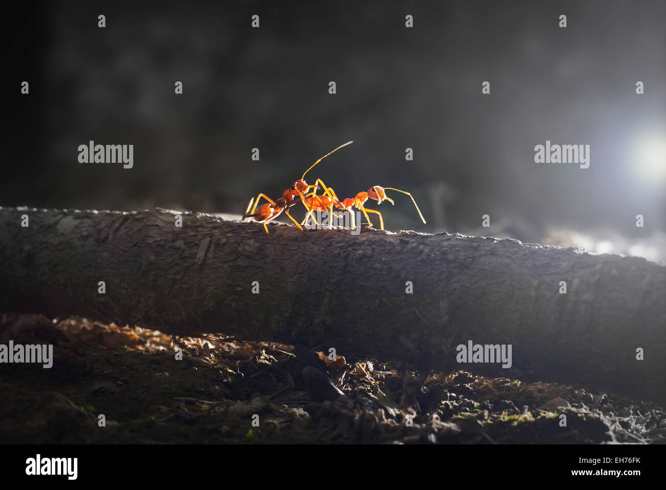 Close up picture of red ants Stock Photo - Alamy