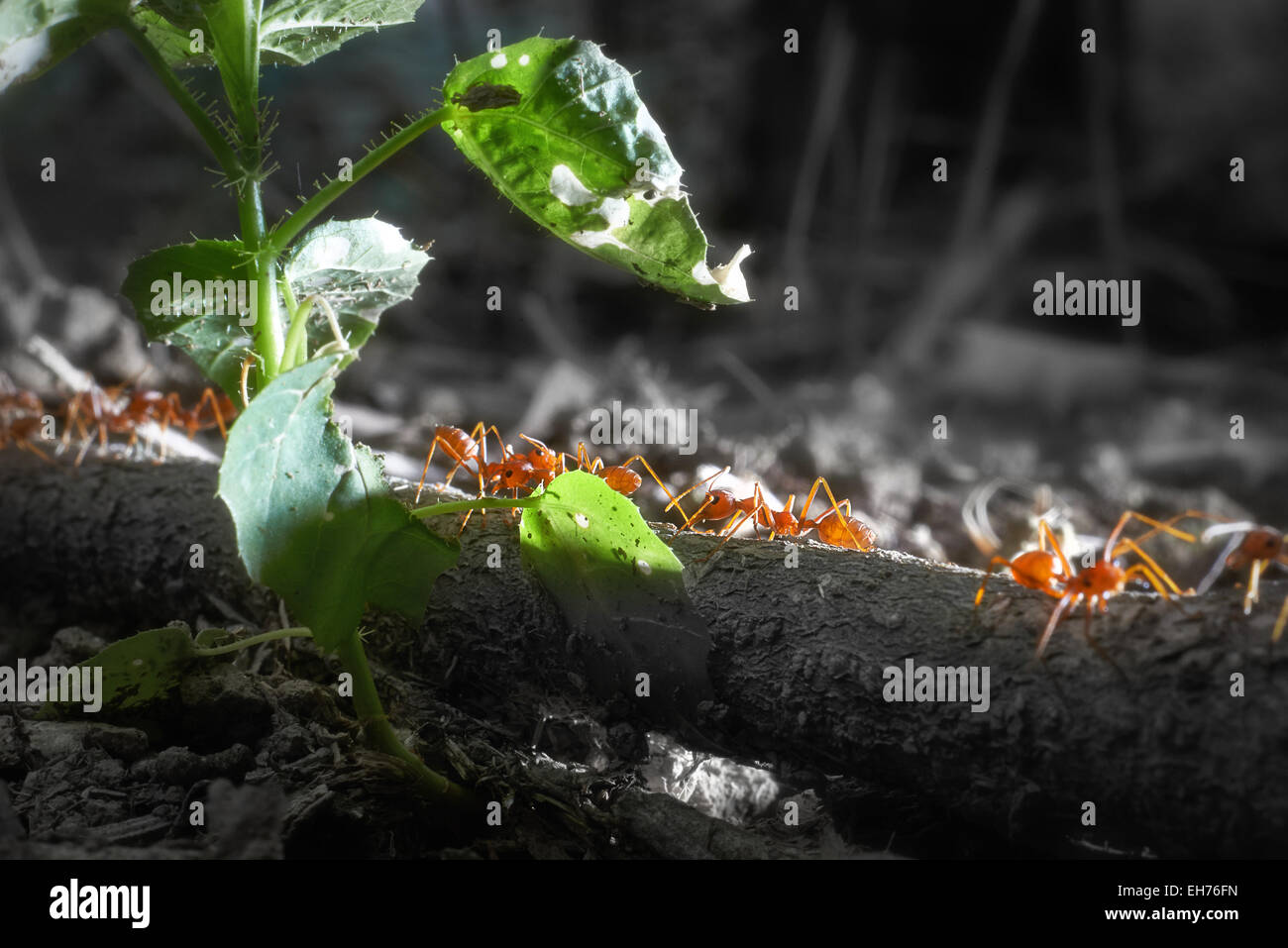 Close up picture of red ants Stock Photo - Alamy
