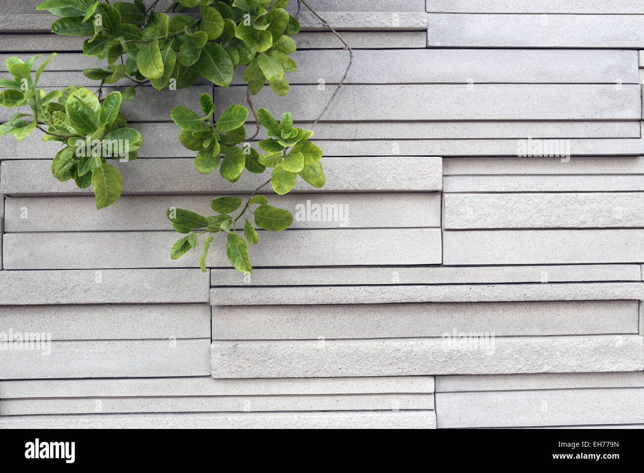 Stone wall texture and green leaves of tree for the background Stock ...