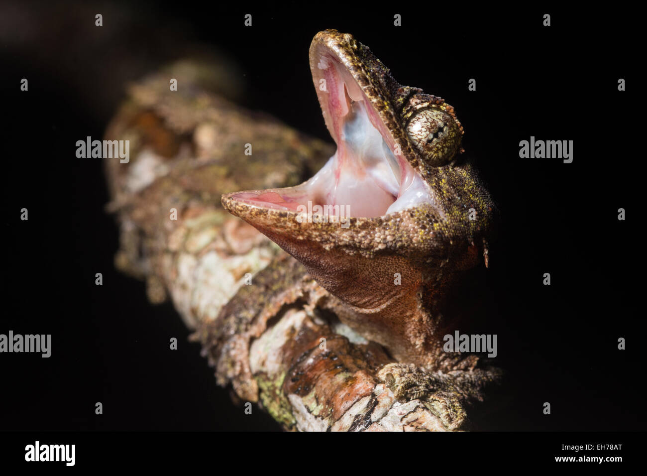 Malaysia parachute gecko hi-res stock photography and images - Alamy