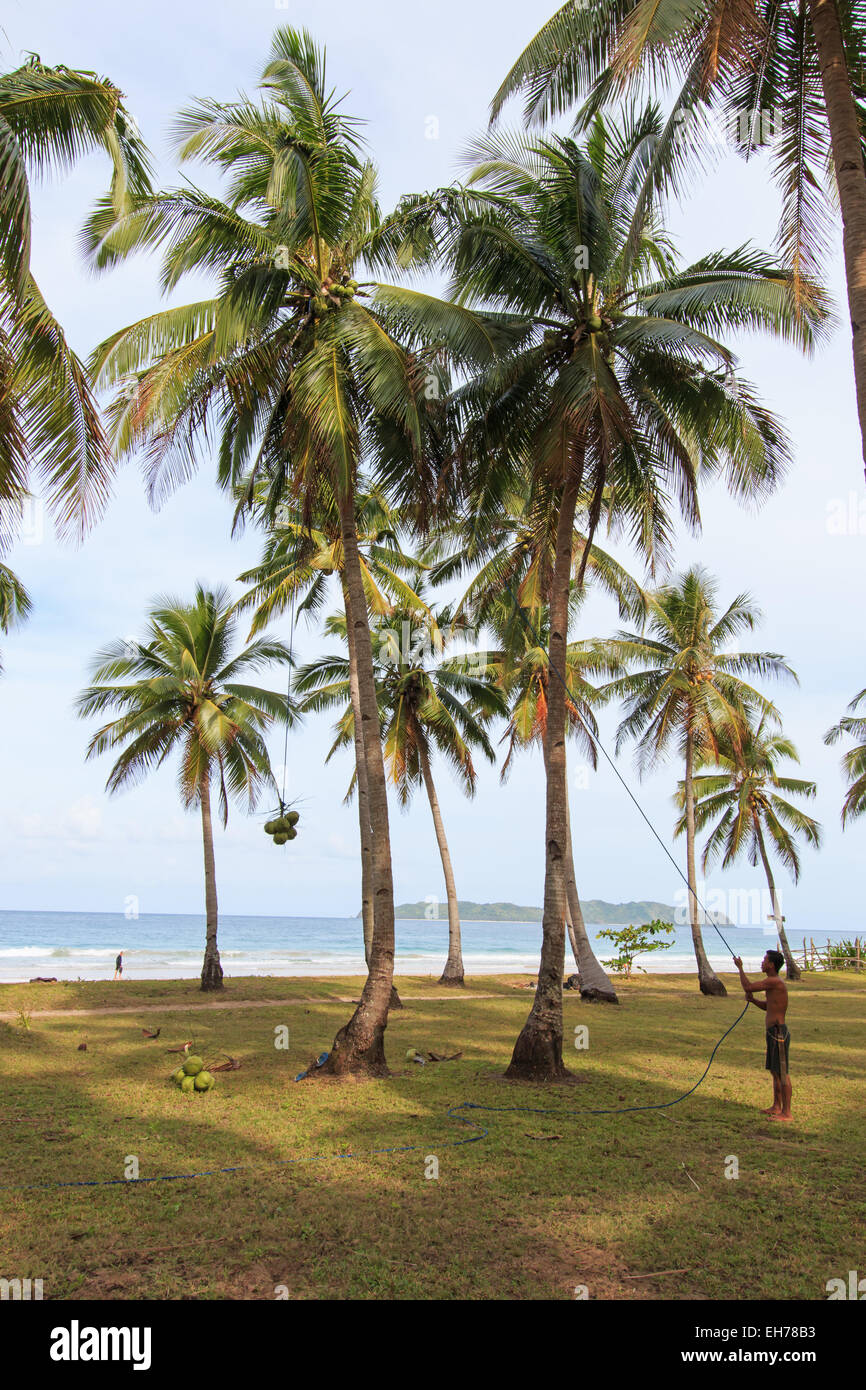Philippine Coconut Harvesting