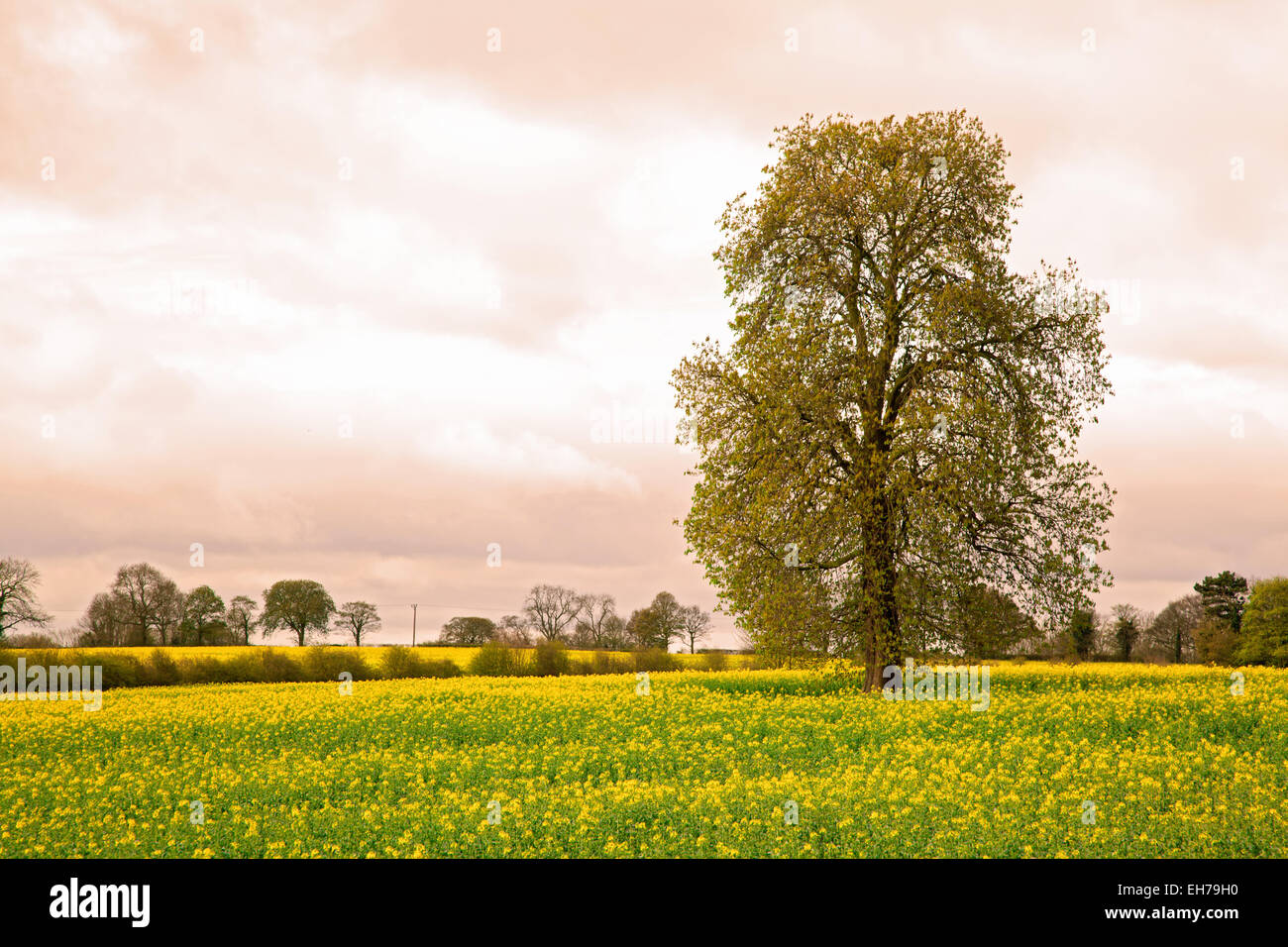 Canola Oil Seed Tree High Resolution Stock Photography and Images - Alamy