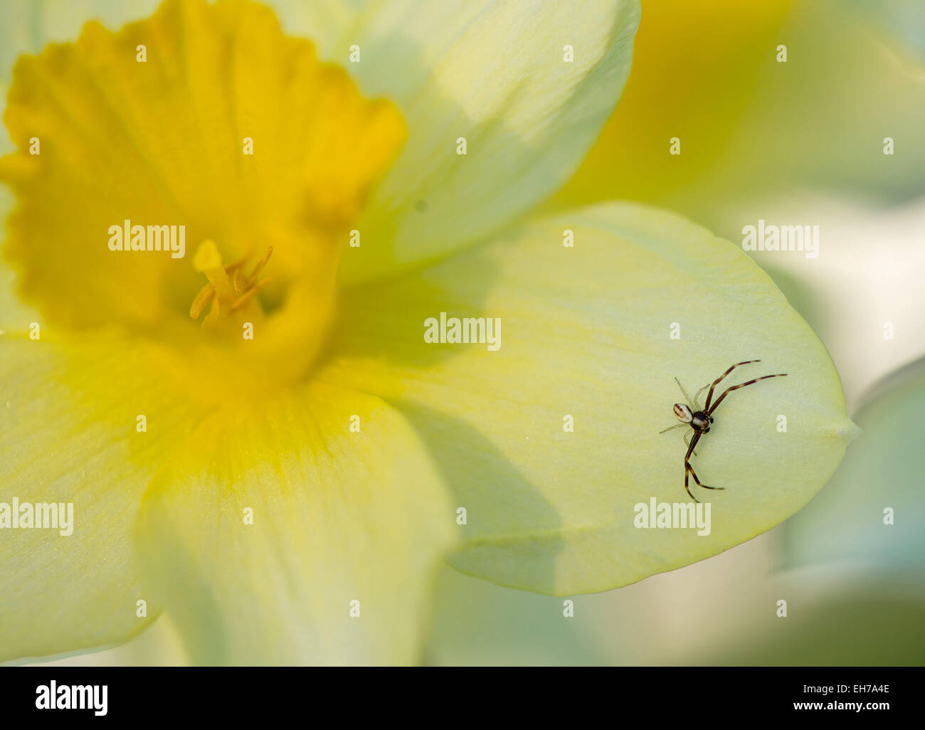 Roseburg, Oregon, USA. 8th Mar, 2015. A small spider perches on a ...