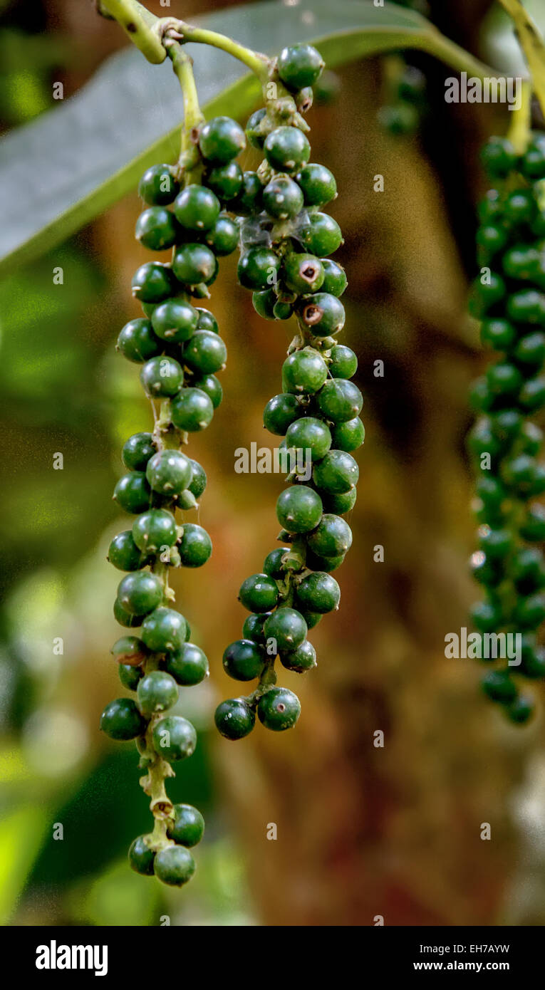 Black pepper plant kerala india hi-res stock photography and images - Alamy