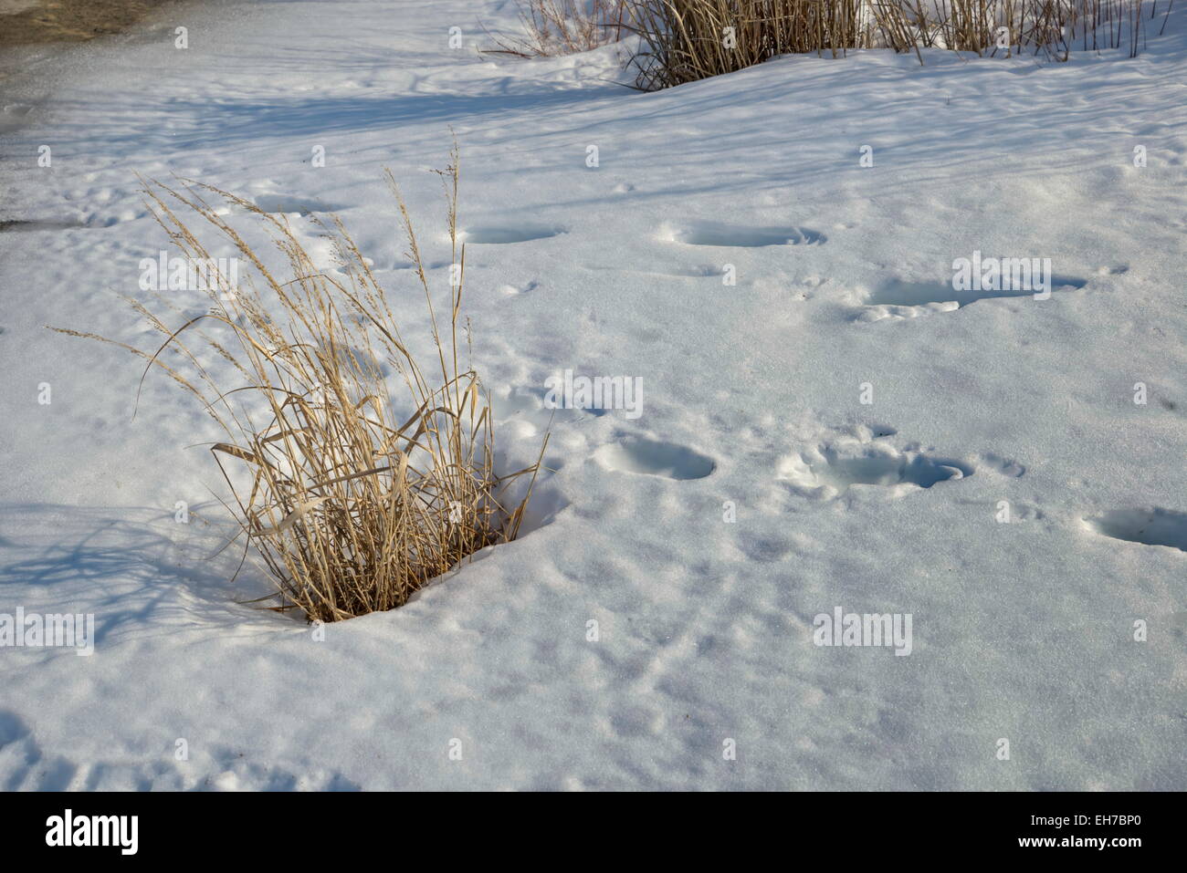 Dried grass in snow Stock Photo - Alamy
