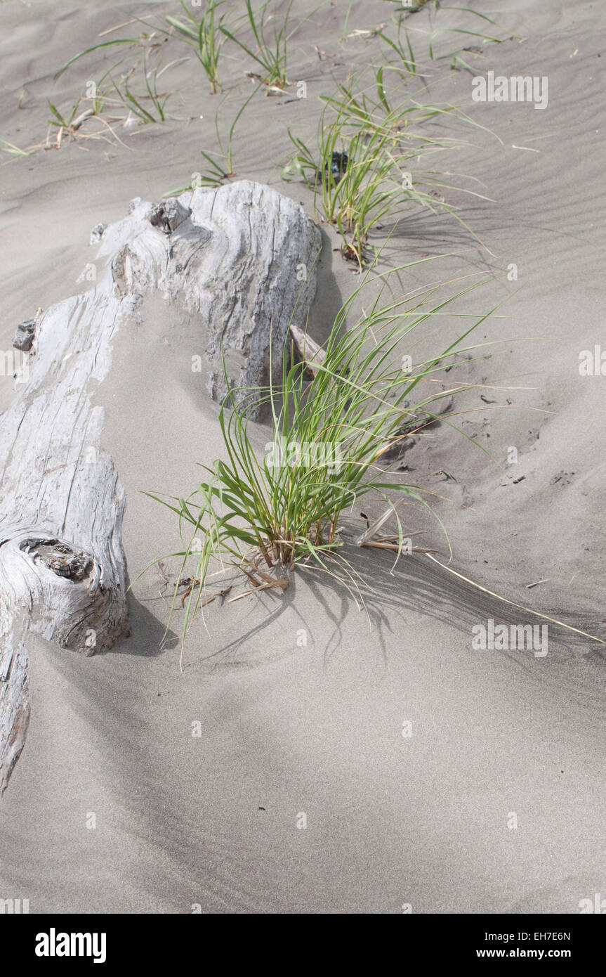 Beach sand drifting over and around driftwood and beach grass ...