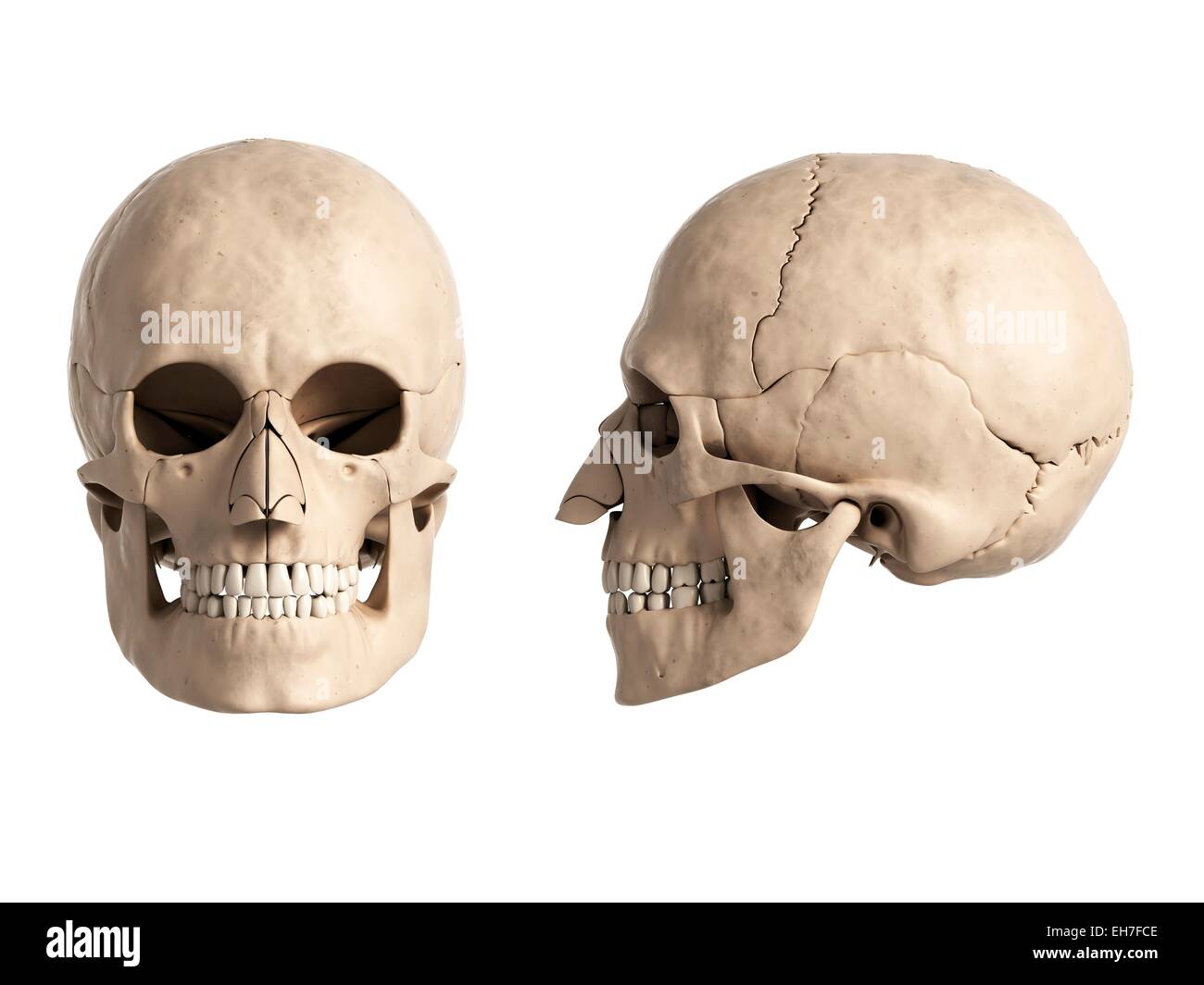 Skull computer artwork Cut Out Stock Images & Pictures - Alamy