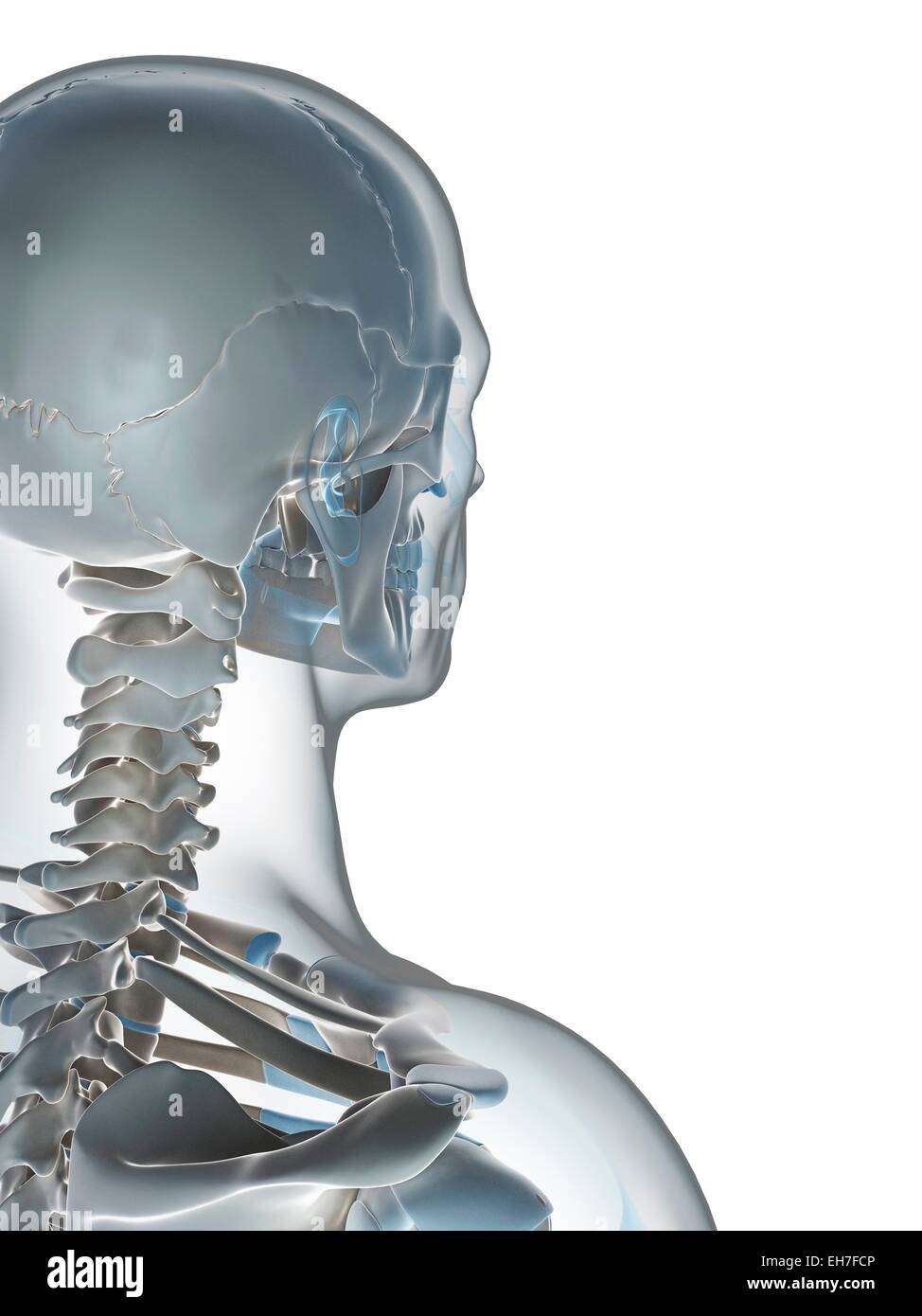 Human skull and neck, artwork Stock Photo - Alamy