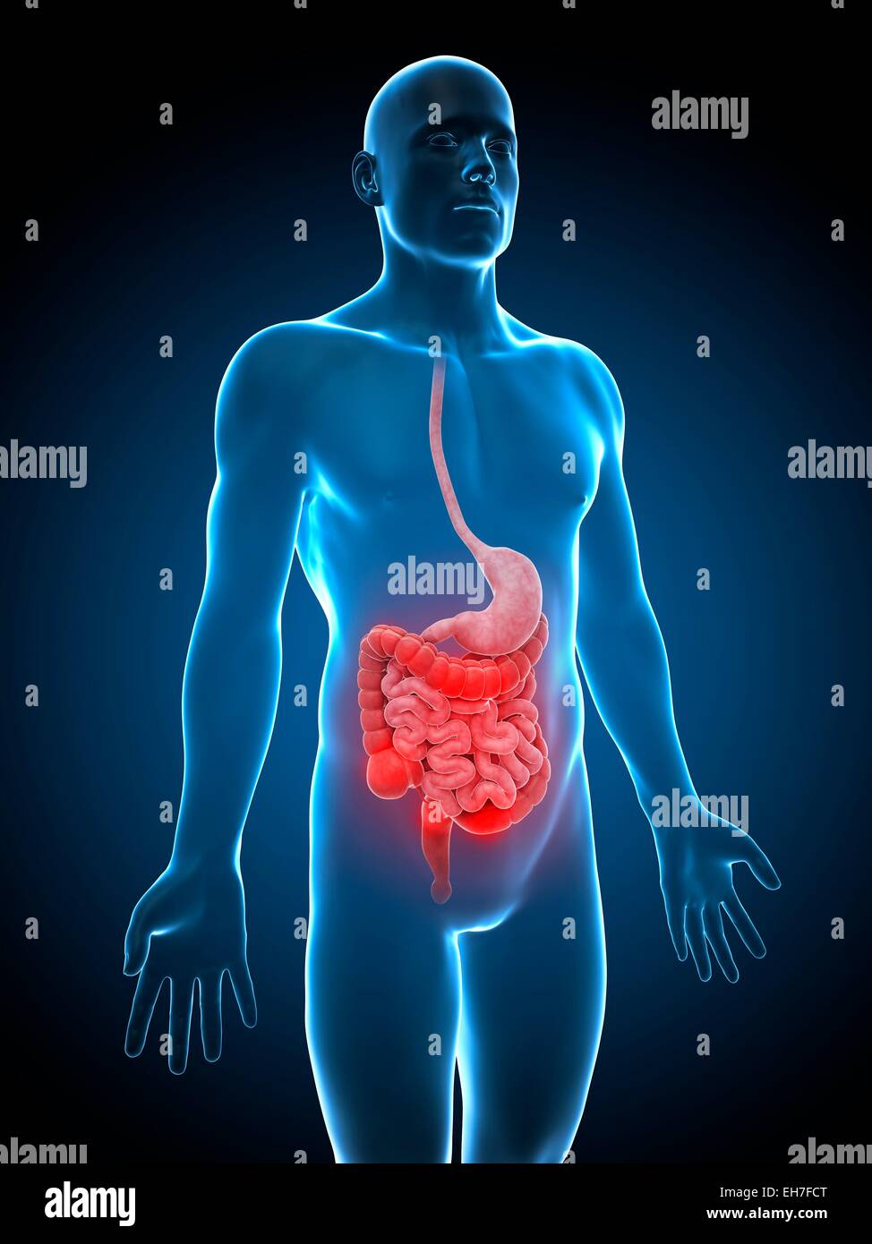 Human digestive system, artwork Stock Photo - Alamy